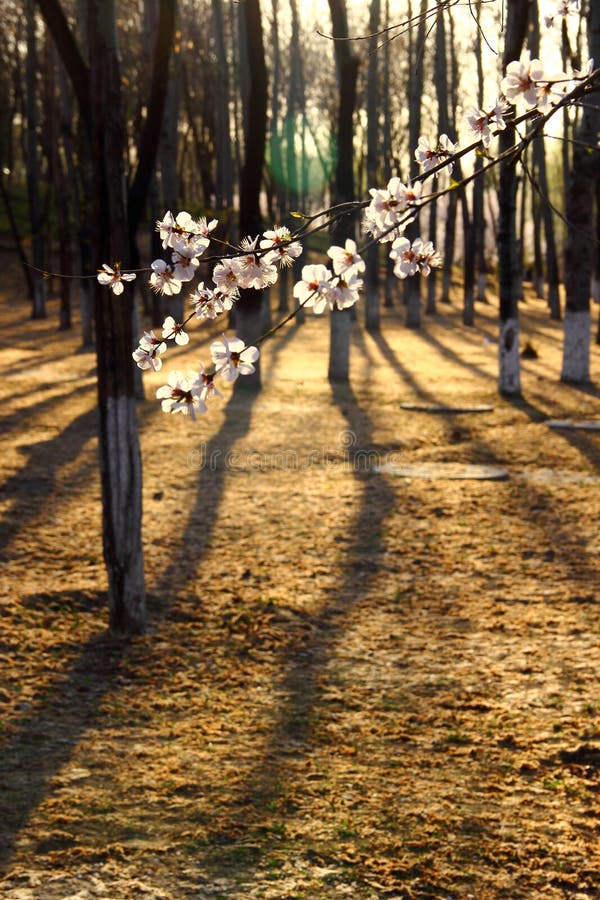 Sakura under the sunset stock image. Image of backlighting - 96258221