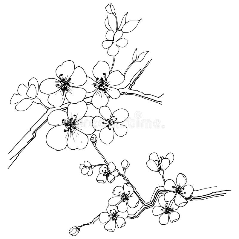 Sakura in a Vector Style Isolated. Stock Vector - Illustration of ...