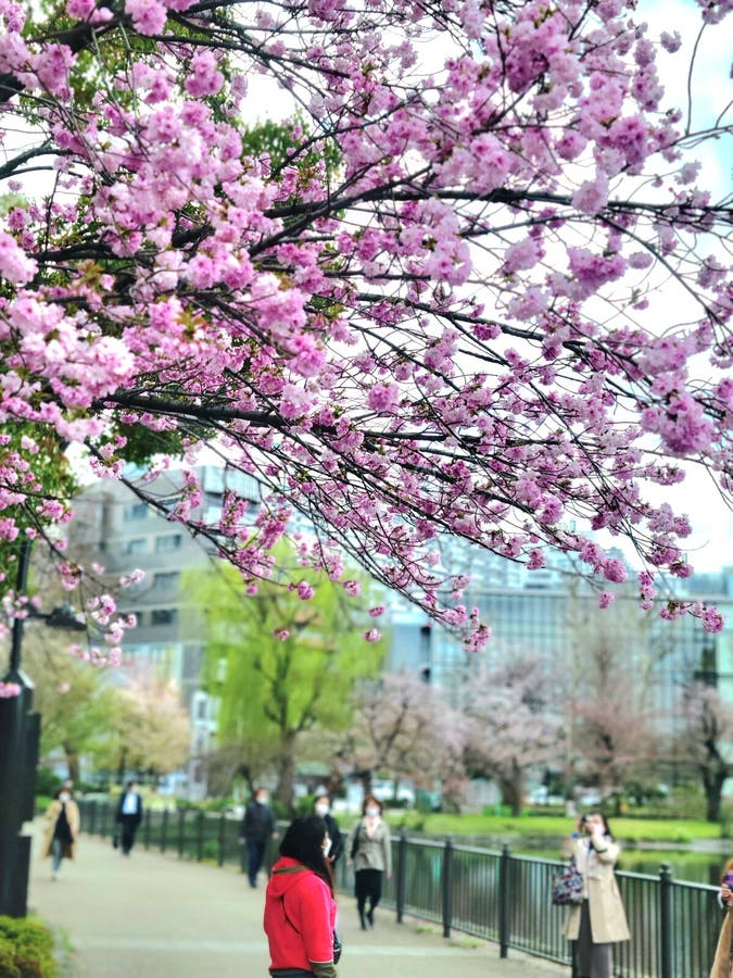 Sakura Viewing Japan editorial photography. Image of japan - 259808657