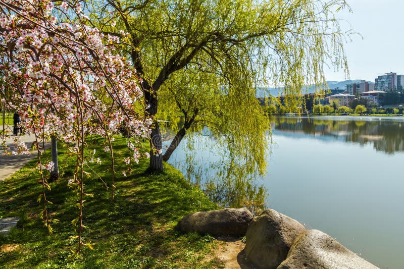Sakura and Weeping Willow on the Shore of the Lake Stock Image - Image ...