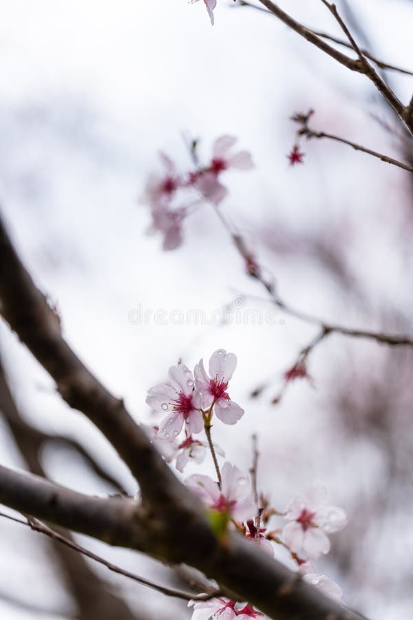 Sakura Wet in the Rain, Yoshino Cherry Tree Stock Image - Image of ...