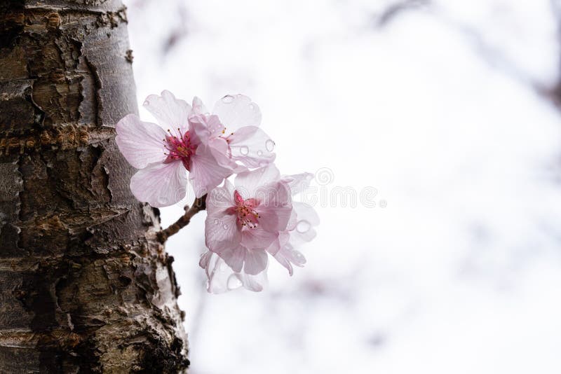 Sakura Wet in the Rain, Yoshino Cherry Tree Stock Photo - Image of ...