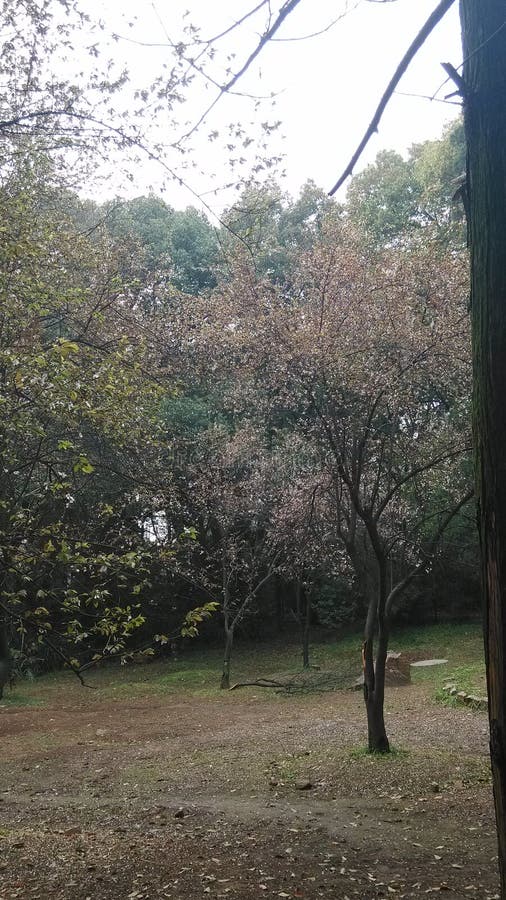 Sakura Spring Whu Stock Photos - Free & Royalty-Free Stock Photos from ...