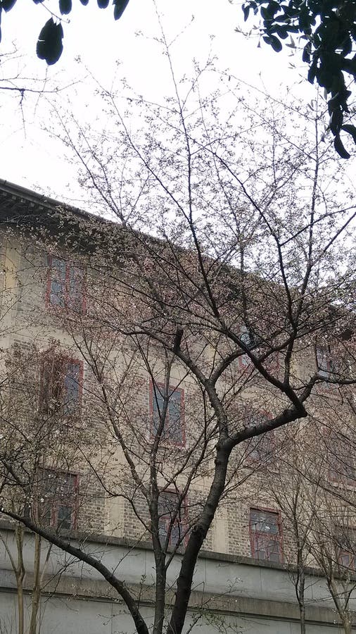 Sakura Spring Whu Stock Photos - Free & Royalty-Free Stock Photos from ...