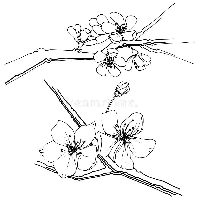 Sakura Wildflower in a Vector Style Isolated. Stock Vector ...