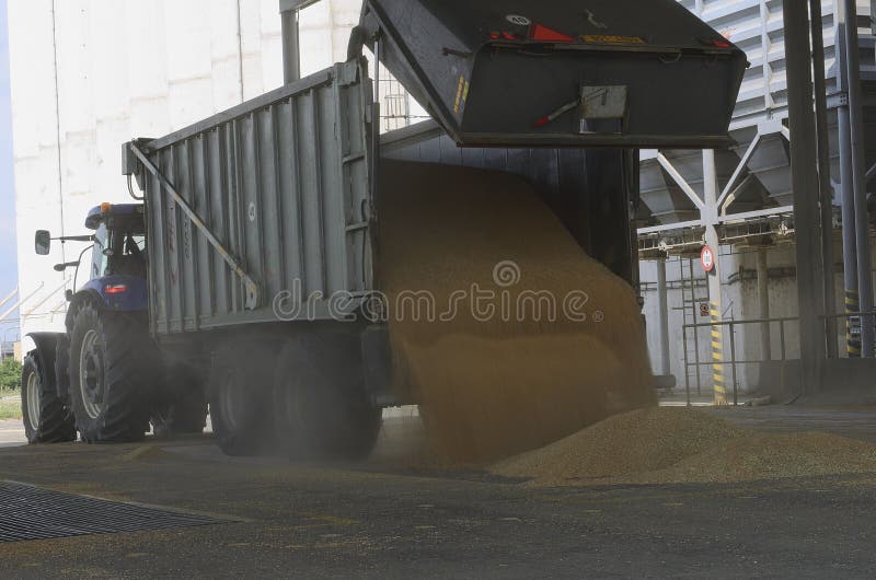 Just Harvested Corn Inside a Trailer. Grain Poured from Trailer into a ...