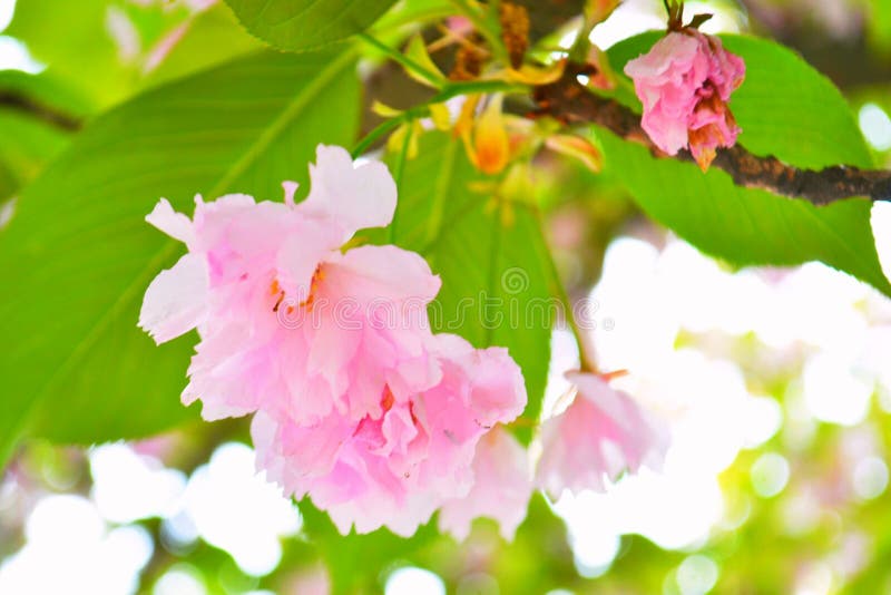 Sakyra stock image. Image of sakura, flowers, sakyra - 91402427