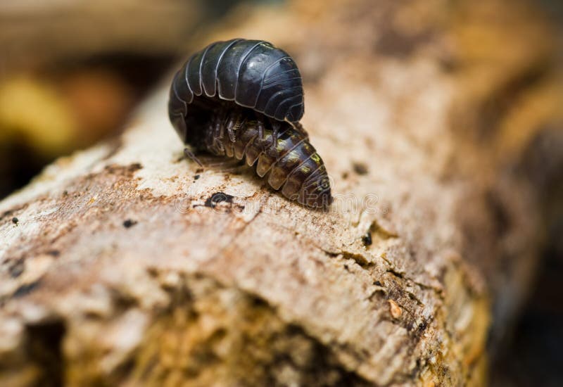 Sal bug mating stock photo. Image of armadillidium, potato - 14427808