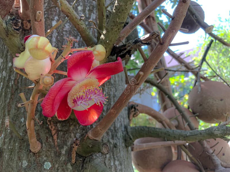 Sal Flower and Big Tree on Park at Outdoor. Stock Image - Image of ...
