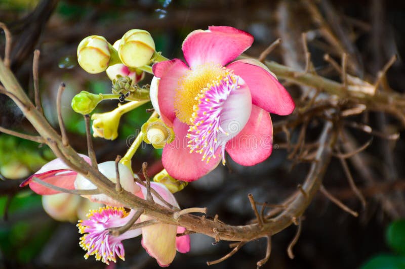 Sal flower stock photo. Image of bloom, blossom, flora - 63992360