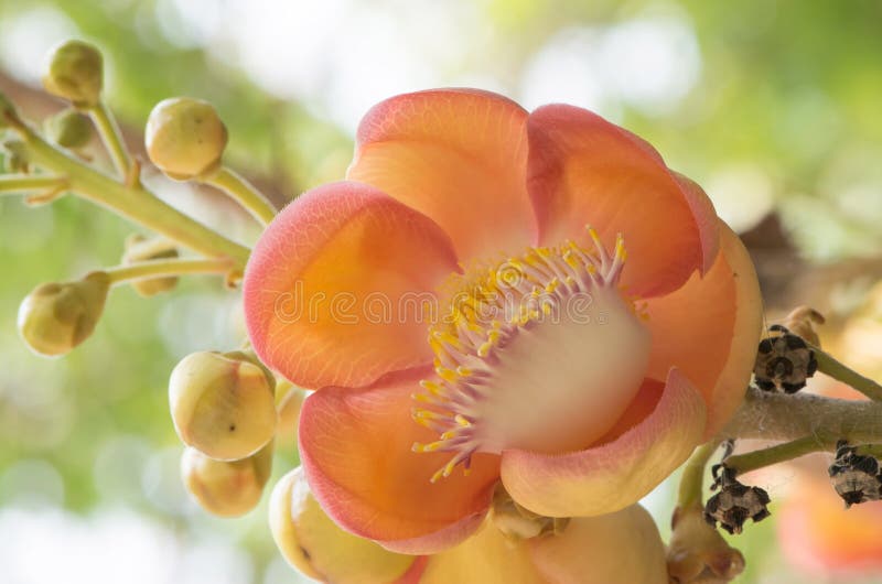 Sal flower stock image. Image of cannonball, shorea, natural - 39633677