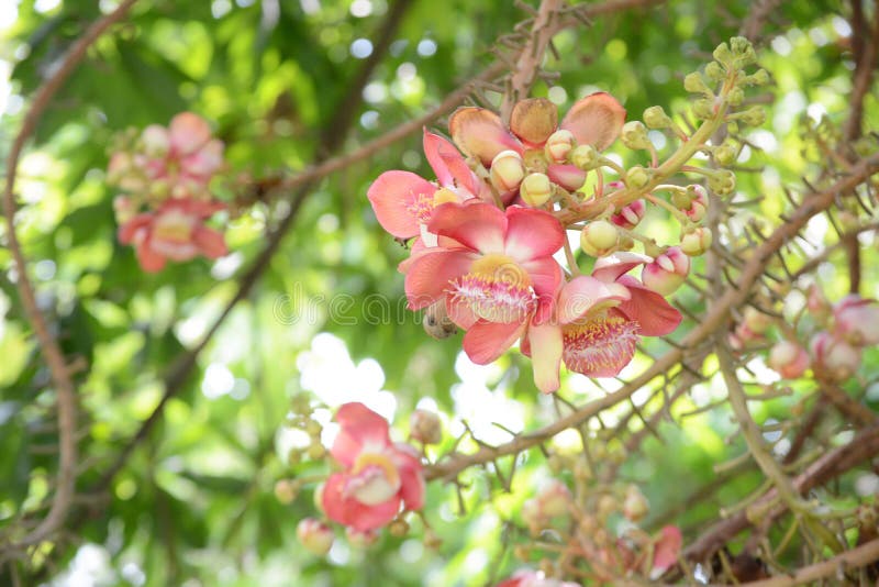 Sal flower stock photo. Image of fresh, petal, freshness - 75787972