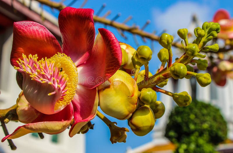 Sal flower stock image. Image of nature, buddhist, thai - 31091461