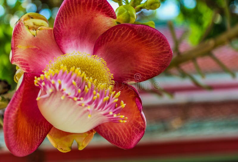 Sal flower stock image. Image of temple, asia, buddhism - 31091579