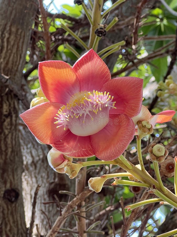 Sal Flower in Nature Garden Stock Photo - Image of botany, flora: 315434372