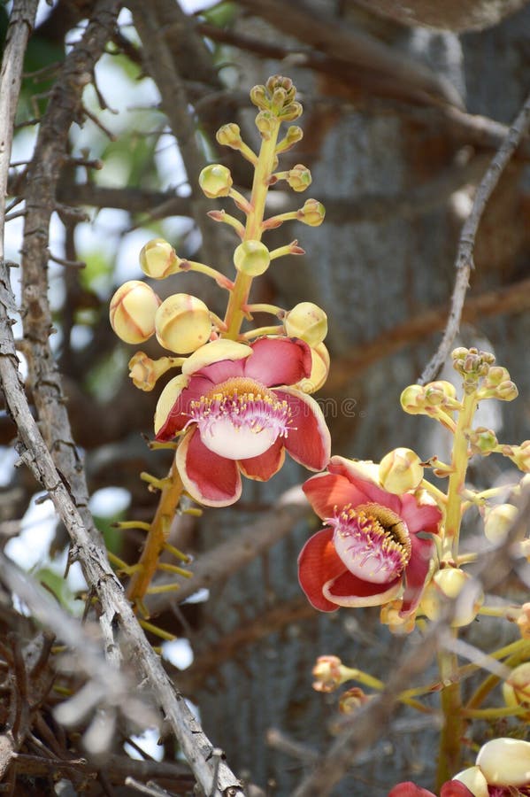 Sal flower stock image. Image of garden, outdoor, flora - 77374185