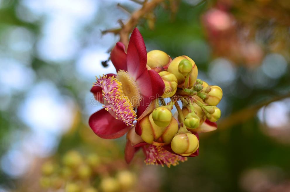 Sal flowers stock photo. Image of flora, flowers, indiaclose - 74913176