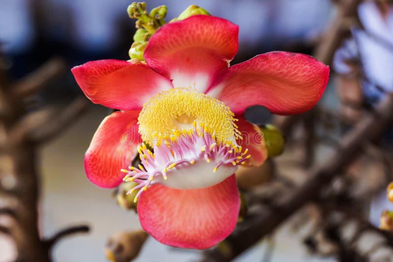 Sal Flowers stock photo. Image of under, birn, meaningful - 57225394