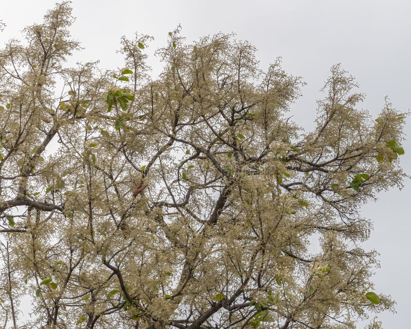 A sal tree blooming stock image. Image of floral, white - 279716839