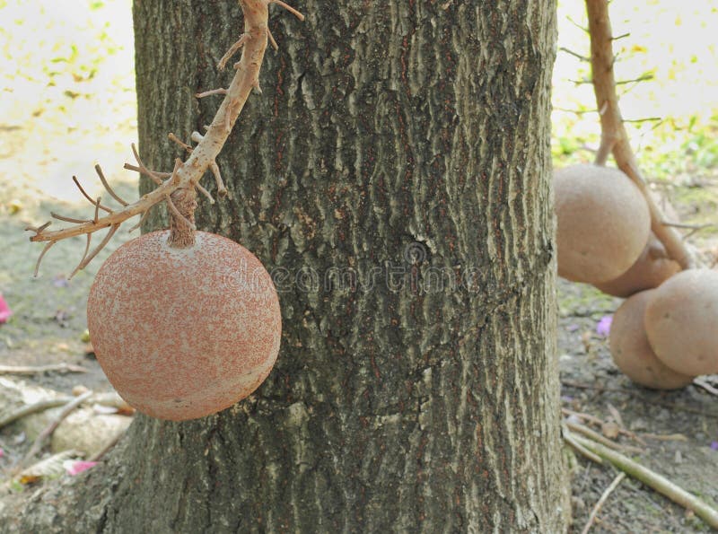 Sal Tree stock photo. Image of beautiful, blossom, forest - 69881514