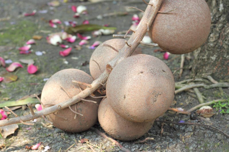 Sala Flora or Shorea Robusta Flower Stock Photo - Image of lovely ...
