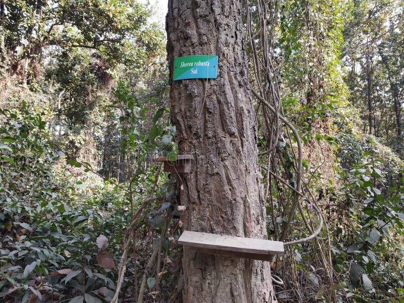 Sal tree with label stock photo. Image of robusta, forest - 237498610