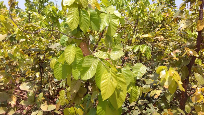 Sal Tree. Shorea Robusta Leaf Images Stock Image - Image of shorea ...