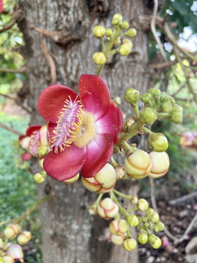 Sal Tree in nature garden stock photo. Image of branch - 374203530