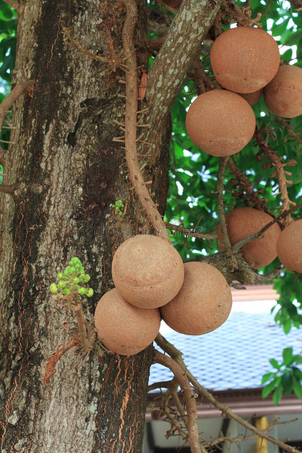 Sal trees cannonball tree stock image. Image of flowers - 39526103