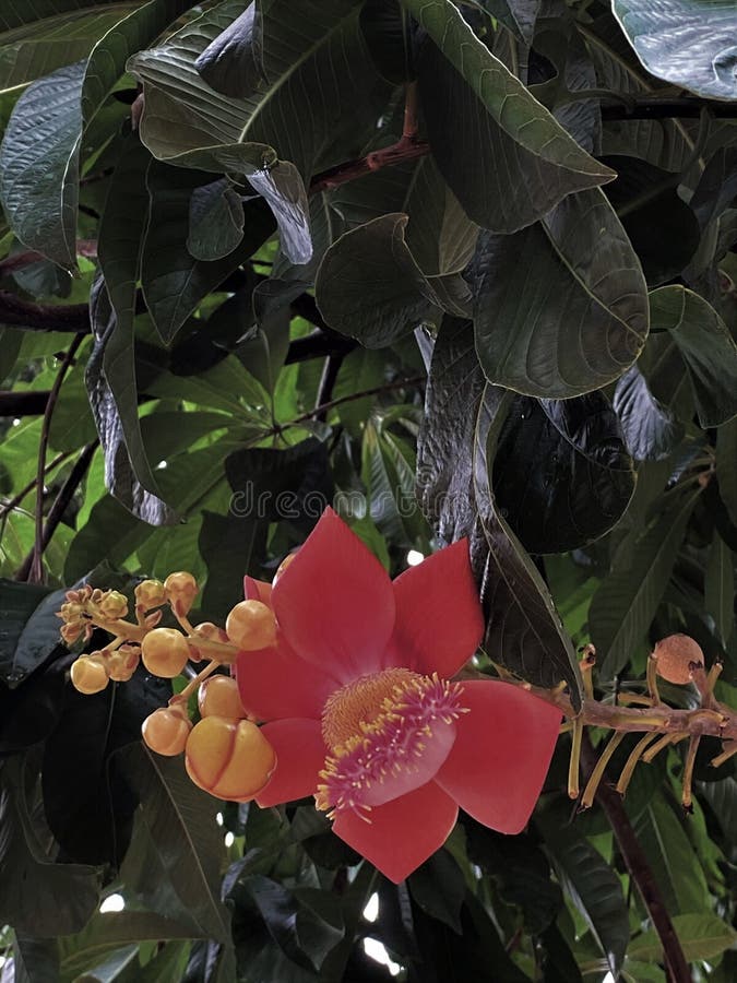 Sala Flora from the Sala Tree that the Lord Buddha Enlightened Under ...