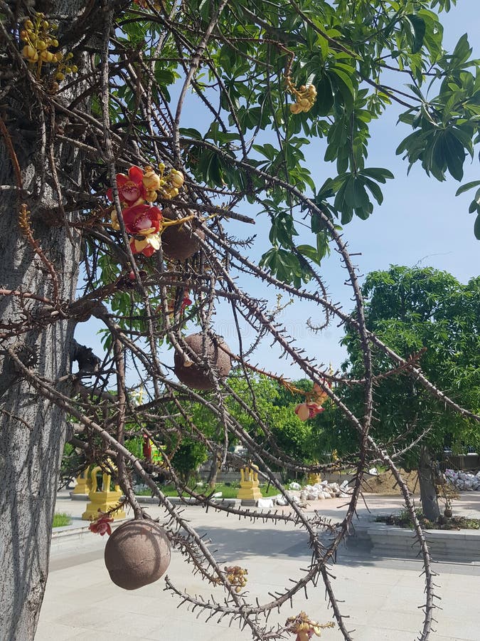 Sala Flora or Shorea Robusta Flower on Cannonball Tree and the Sal Tree ...