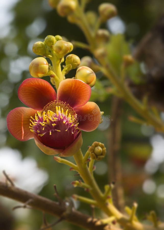 The Sala Flower in Bloom at Giac Lam Pagoda. Stock Photo - Image of ...