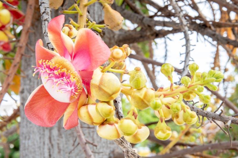 Sala Flower. or Shorea Robusta Flower Stock Photo - Image of robusta ...