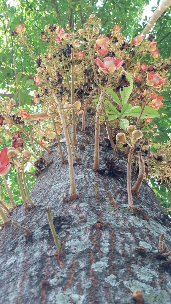 Sala tree stock image. Image of blossom, buddha, scripture - 156044153