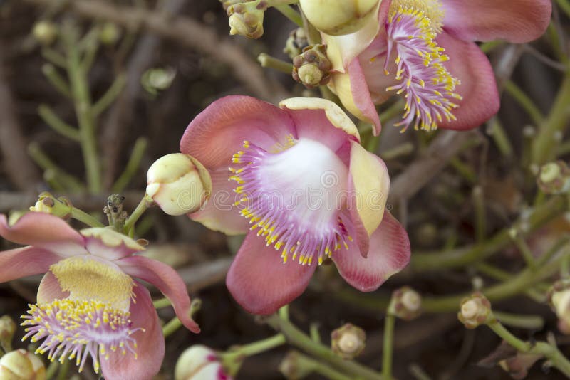 Sala Tree or Cannonball Flower , the Symbol Flower and Tree in Buddhism ...