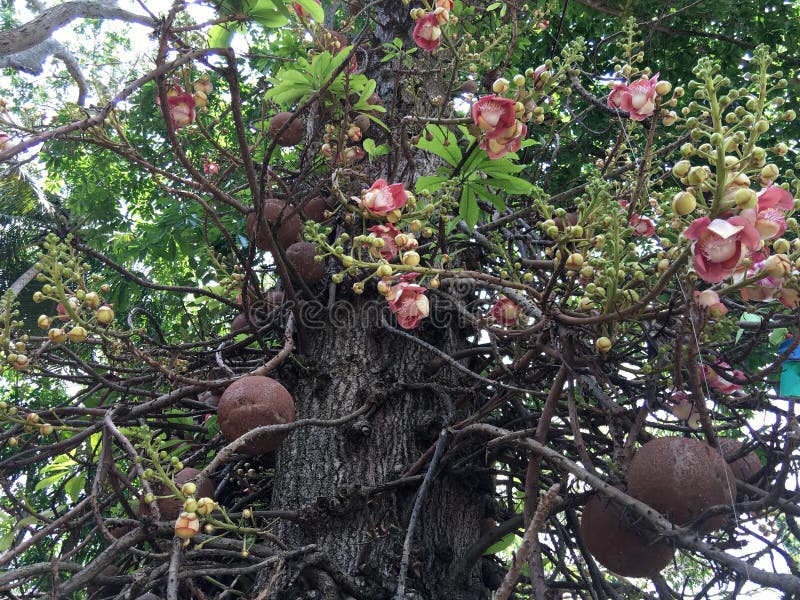 Sala Tree (Cannonball Tree) Stock Image - Image of buddhism, tree: 73851537