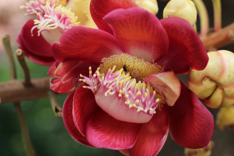 Sala Tree, Shorea Robusta , Cannonball Stock Image - Image of tree ...