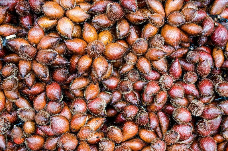 Salacca stock photo. Image of salacca, fruit, sale, queen - 30513712