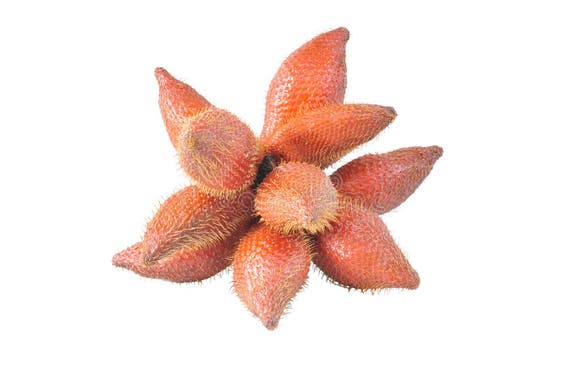 Salacca fruit stock photo. Image of color, freshness - 25542386