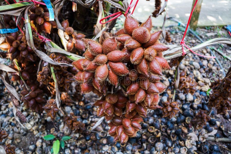 Salacca fruit stock photo. Image of nature, aroma, asia - 39454880
