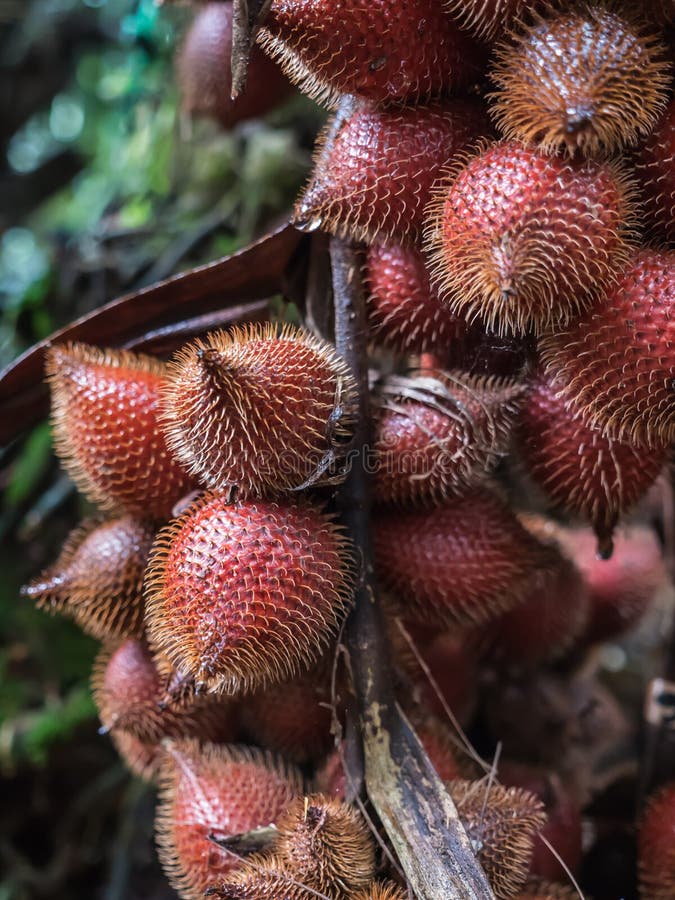Salacca Fruit or Salak Tree Stock Photo - Image of nutrition, edible ...