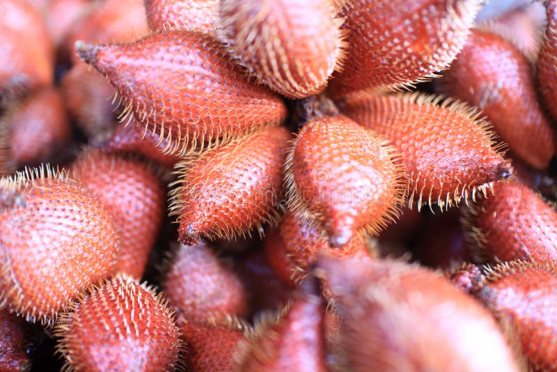 Salacca stock image. Image of numerous, grow, pinnate - 52933189