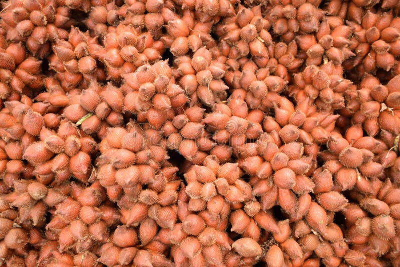 Salacca Zalacca, Snake Fruit Background Stock Photo - Image of ...