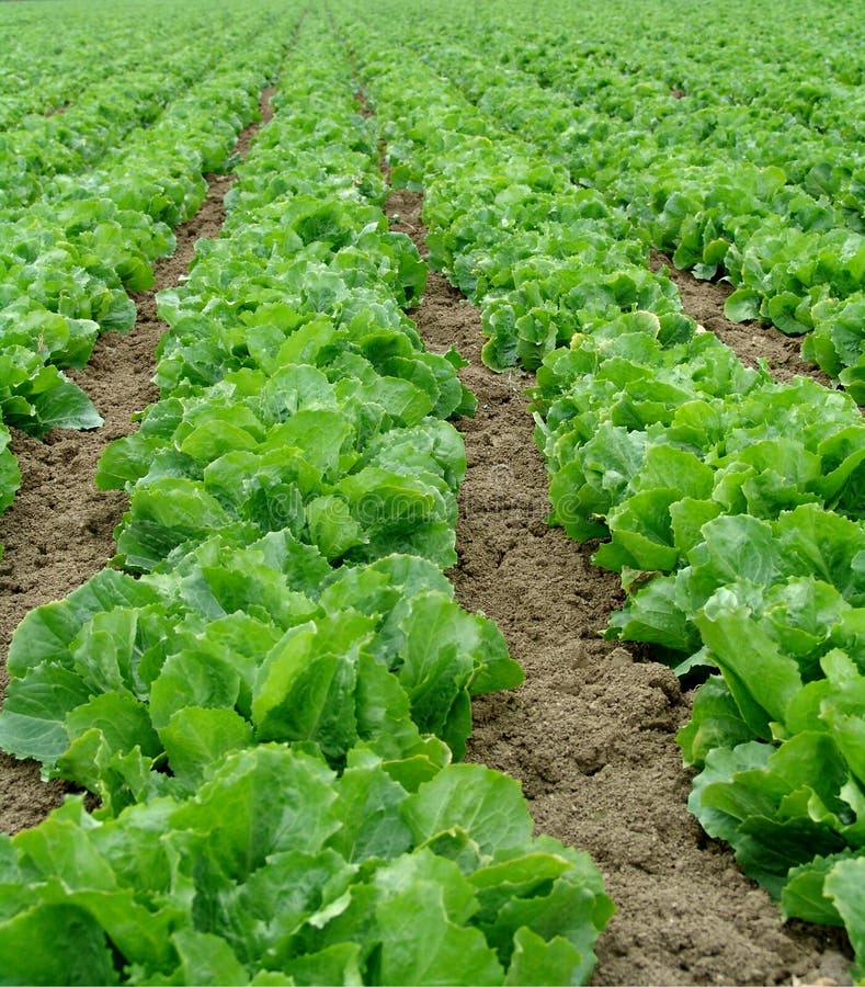 Salad Commercial Production Stock Image - Image of lettuce, production ...