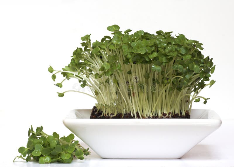 Salad Cress with Cut Portion Stock Photo - Image of herb, vegan: 2916390