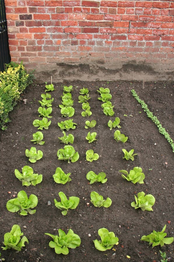 Salad Crop Ready for Harvest Stock Photo - Image of lettuice, copy ...
