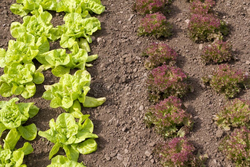 Salad crop stock photo. Image of gardening, young, horizontal - 115654538