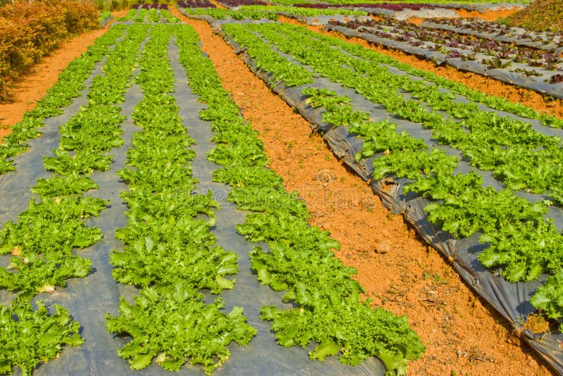 Salad farm stock image. Image of salad, leaf, nutrition - 23460153