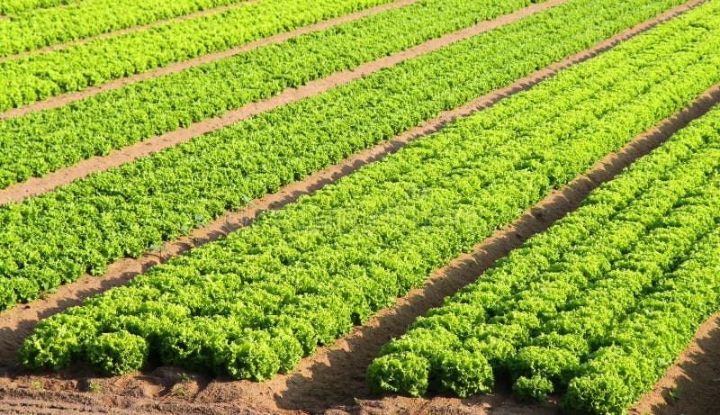 Salad Field on a Farm in Italy Stock Image - Image of food, agriculture ...