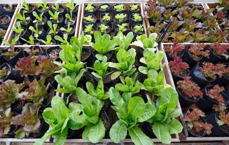 Salad garden stock photo. Image of batavia, health, grow - 127802024